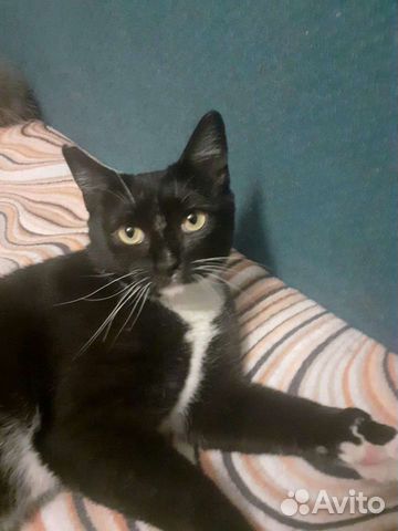 Молодая кошечка в дар