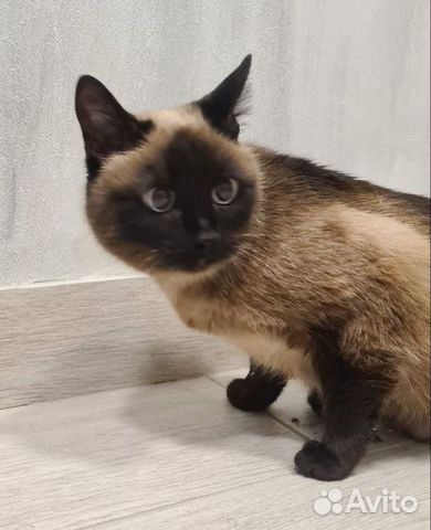 Сиамская кошка в добрые руки. Возраст 1 год