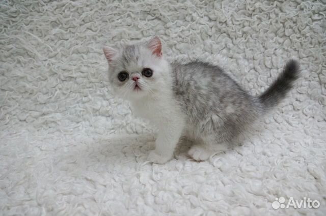 Кошечка-экзот шоу-класса