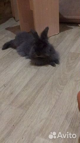 Кролик