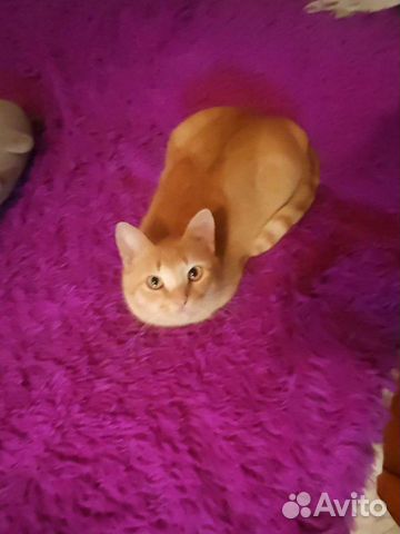 Кошки в добрые руки бесплатно