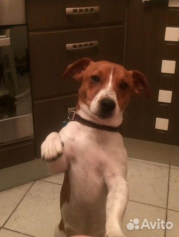 Вязка джек Рассел терьер