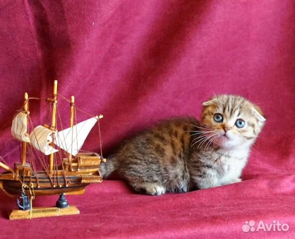 Манчкин. Супершот