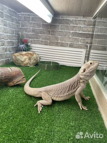 Бородатая агама Zero leser