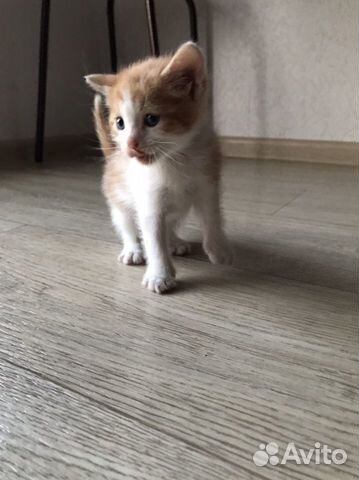 Котик в добрые руки