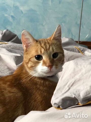 Рыжий котик