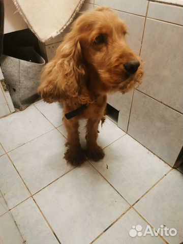 Собака в добрые руки отдам бесплатно