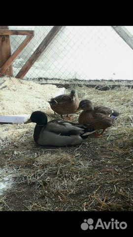Подсадные утки
