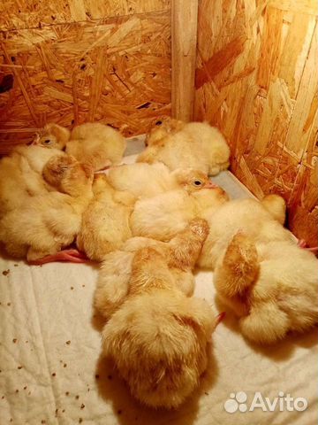 Цыплята индюшата Биг 6