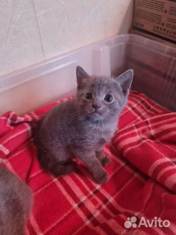 Дымчатые котята