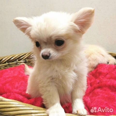 Чихуахуа мини Девочка - Блондинка