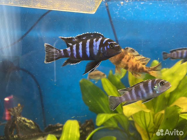 Рыба демасони цихлида