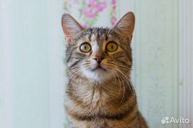 Кошка Даша ищет дом