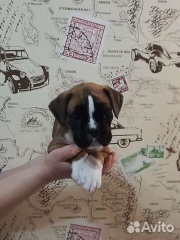 Продаются щенки боксера
