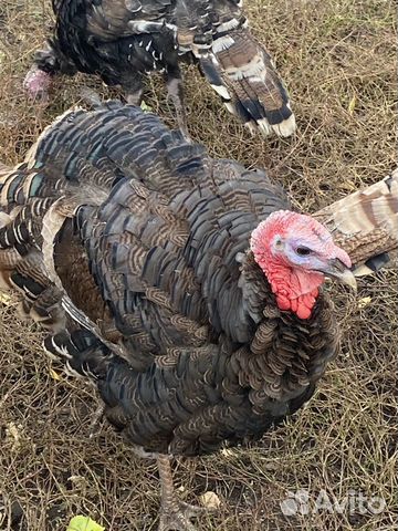 Инкубационные яйца индейки