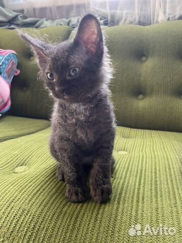 Котята сфинкс