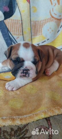 Английский бульдог