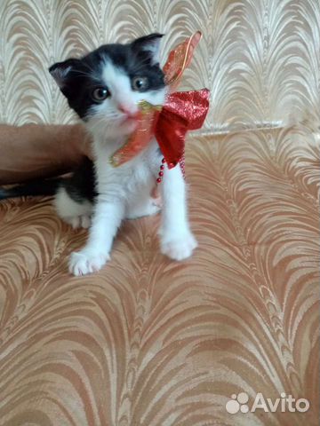 Котенок мальчик бесплатно