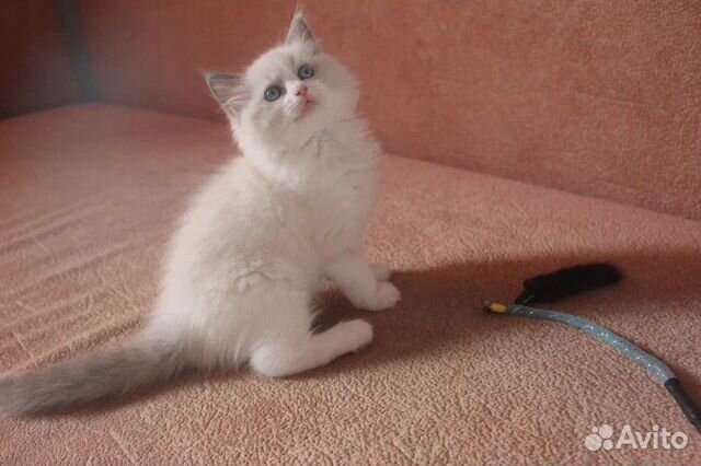 Котенок Ragdoll