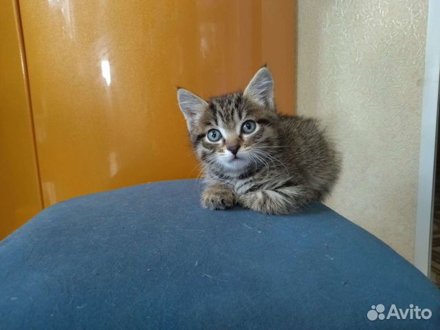 Отдам котёнка бобтейл