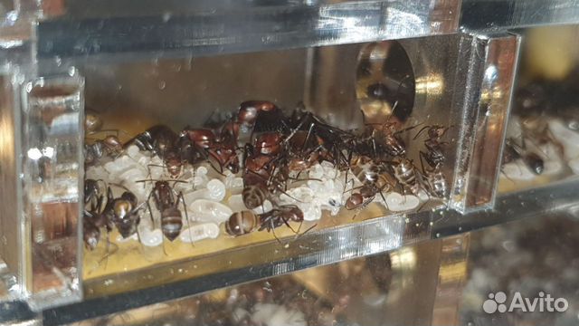 Camponotus nicobarensis с фармикарием