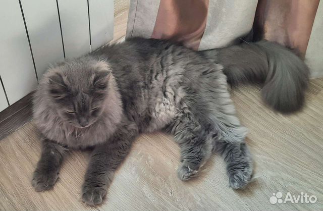 Кот Нибилунг