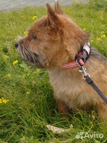 Норвич терьер