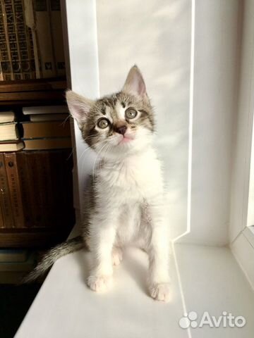 Котенок в дар