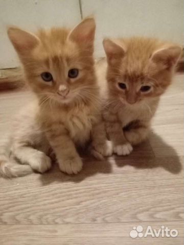 Кошка в дар