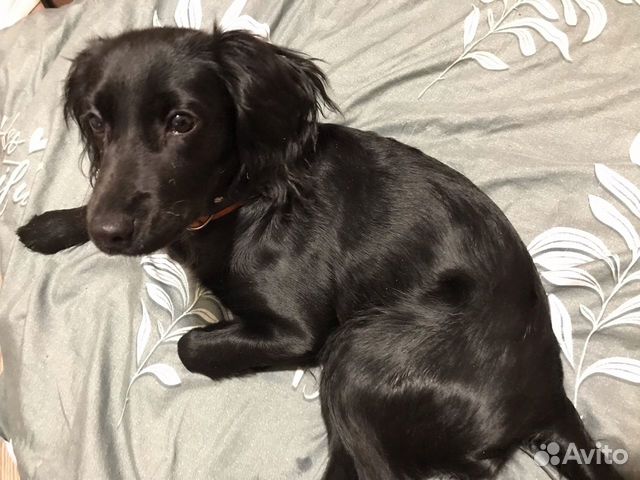 Русский охотничий спаниель щенок