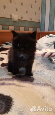 Котёнок месяц и 1 неделя в добрые руки