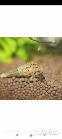 Улитки милании