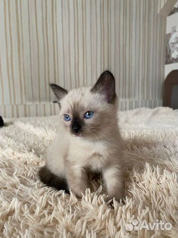 Сиамская кошечка