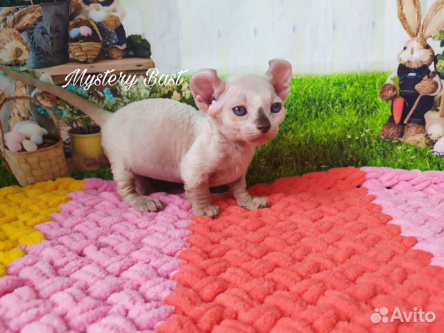 Бамбино, Эльф, Двэльф, Канадский сфинкс