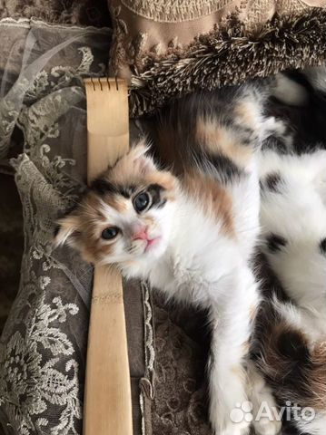 Котенок
