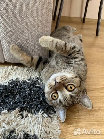 Отдам бесплатно