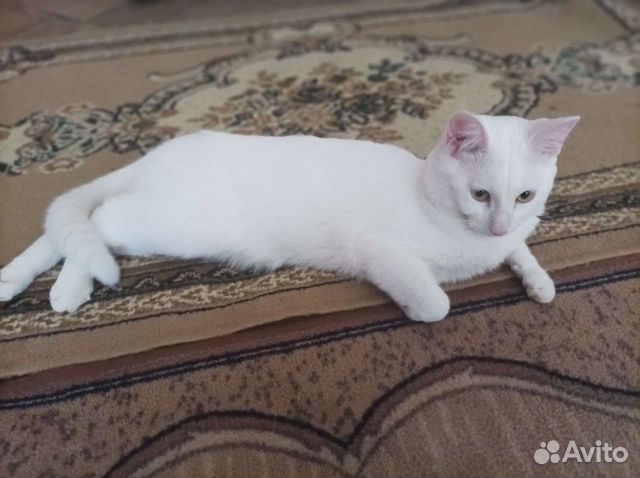 Бесплатно Белоснежный котенок мальчик