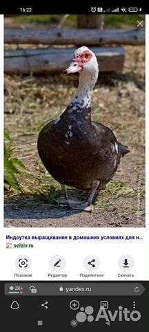 Мускусная утка несушка