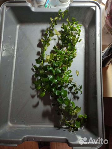 Аквариумные растения прополка