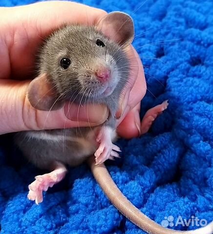 Крысята дамбо малыши