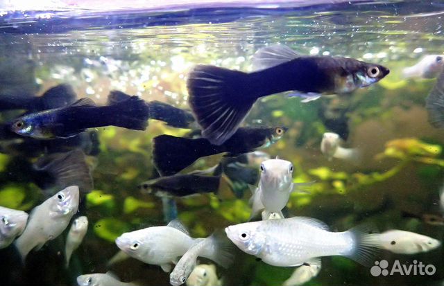 Аквариумные рыбки