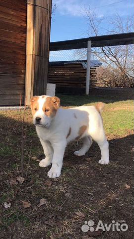 Среднеазиатская овчарка алабай щенки