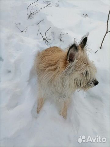 Арчик - терьеристый лохматик