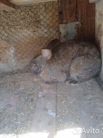 Кролик Великан самец