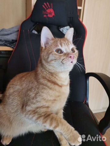 Кошка