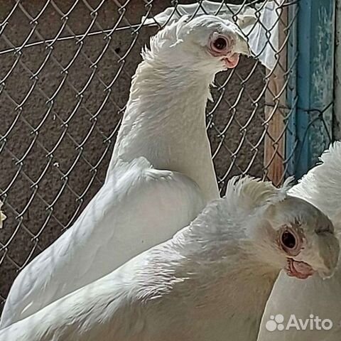 Голуби узбекские