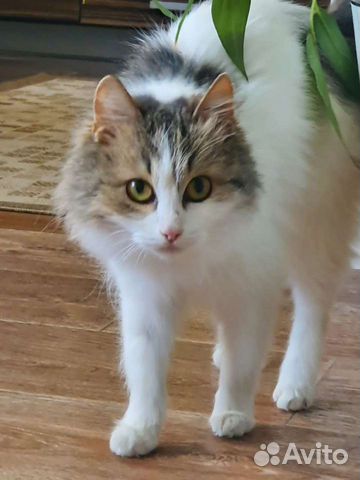 Кошки в добрые руки