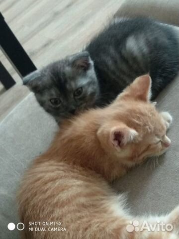 Шотландская кошка