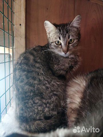Кот камышового окраса