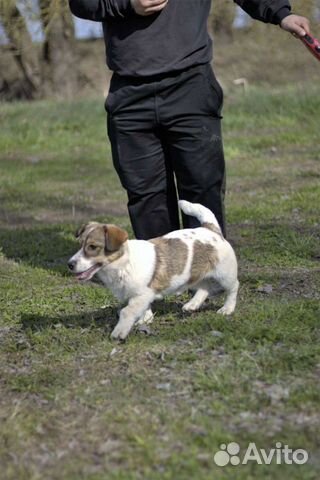 Фенотип Джек Рассел терьер, маленькая порода щенок